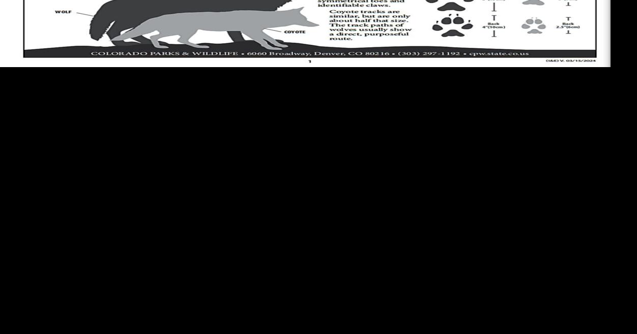 Wolf spotted in northeastern Nevada, first time since 2016