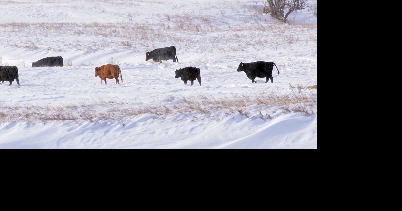 Blizzard presents a challenge but not a crisis for cattle, wildlife