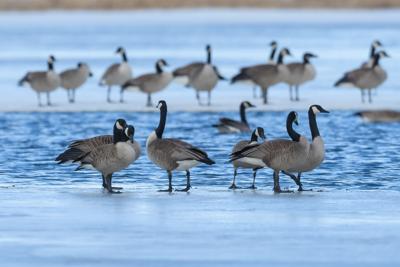 Midwinter survey finds fewer geese and ducks than average in North Dakota