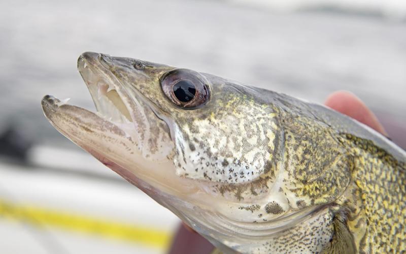 Doug Leier: Fish 'barotrauma' a concern this time of year