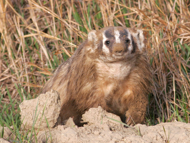Badgers are fierce, solitary