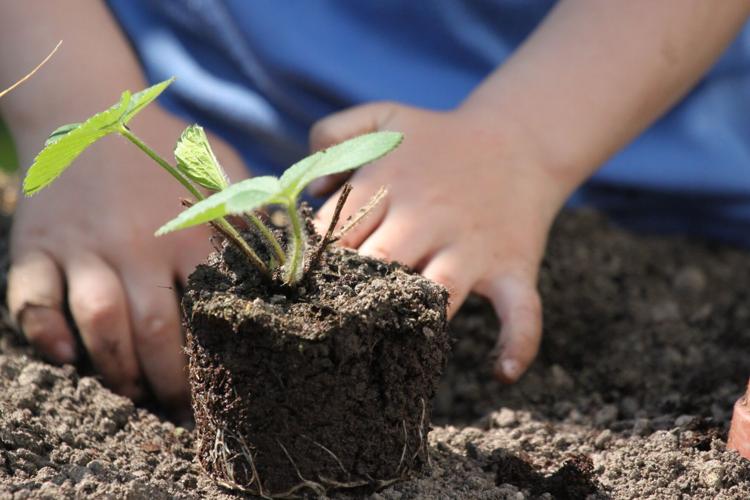 Dakota Gardener: Have you planted your garden yet?