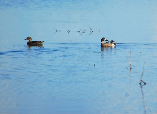 Record year for wintering waterfowl