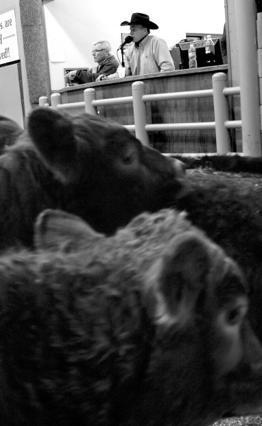 Local auctioneer getting all the bids | Neighbors | bismarcktribune.com