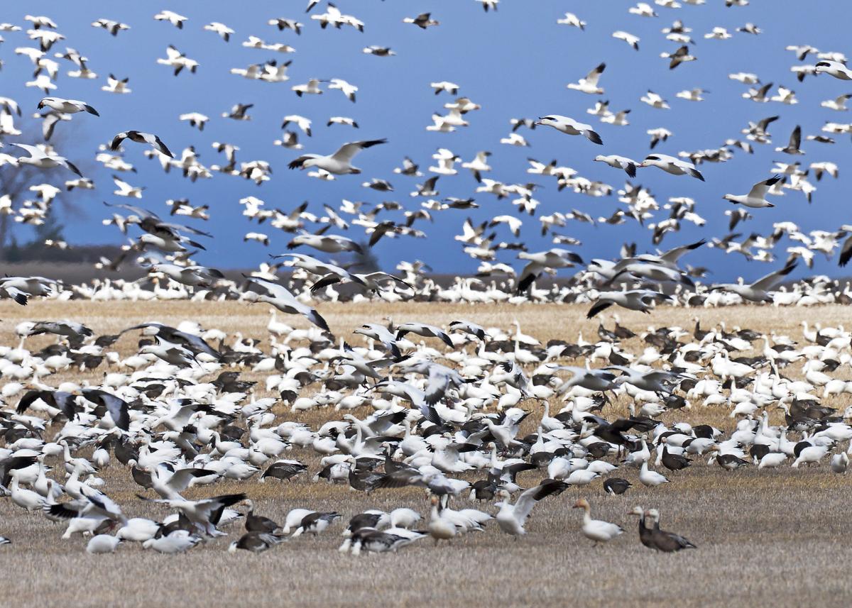 Spring light goose season opens Saturday
