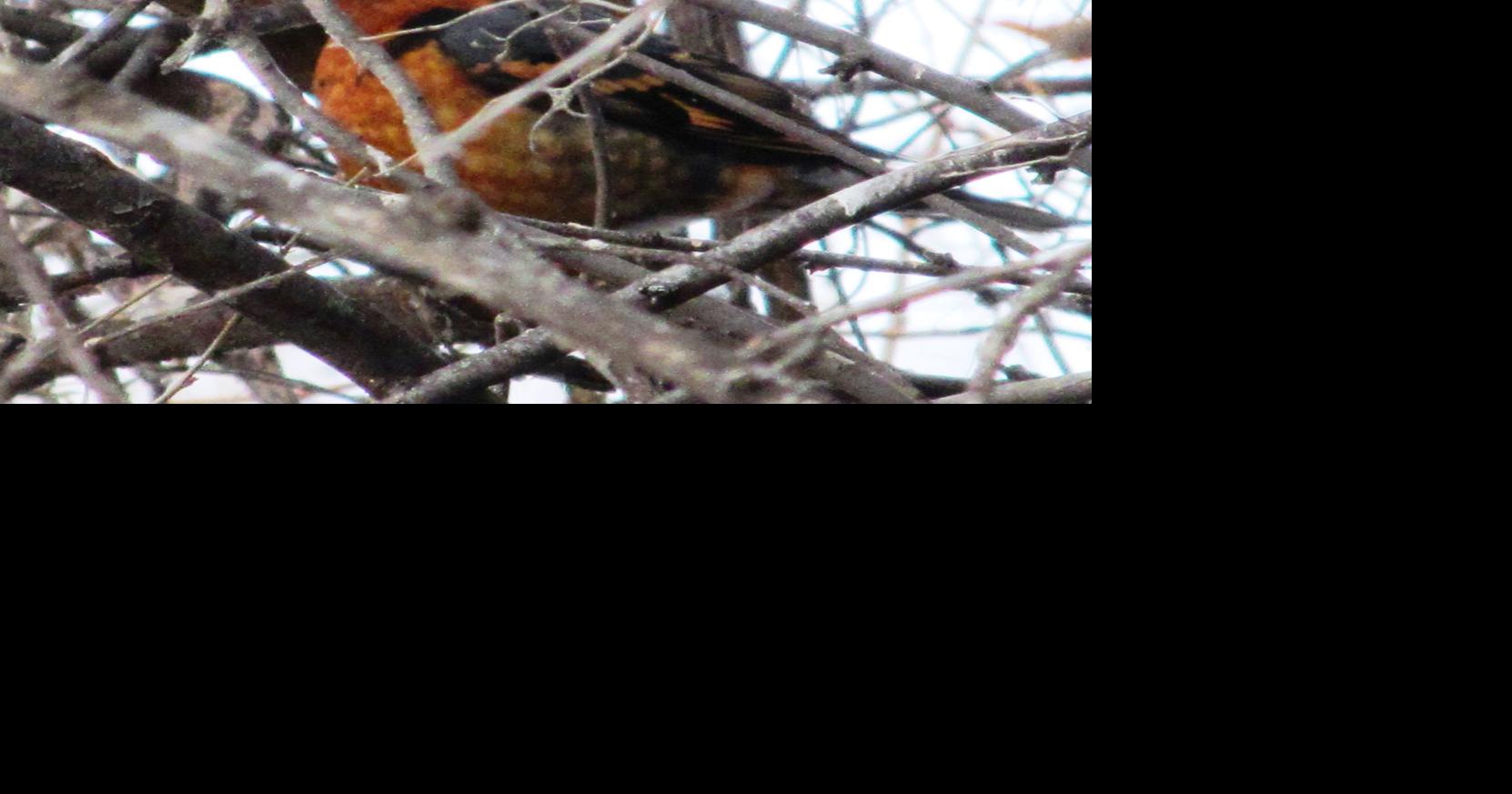 Varied thrush offers surprise sighting