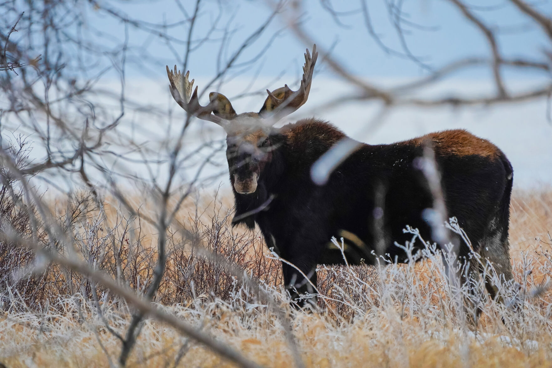Elk, moose, bighorn sheep hunting licenses available in ND