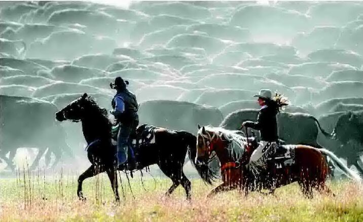 Bison rounded up in South Dakota to help save species