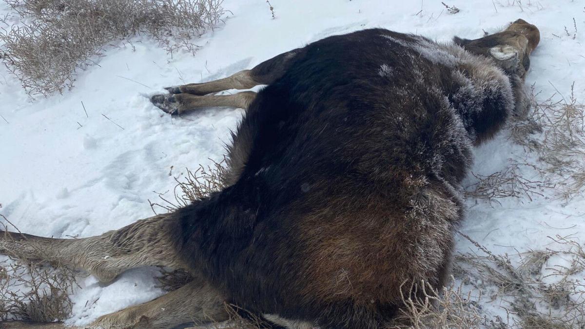 Moose poached in Williams County; authorities seek information