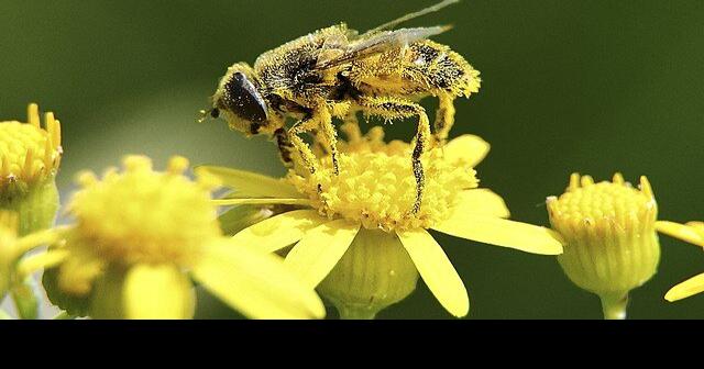 Pollen: A sticky situation for the better | Lifestyle ...