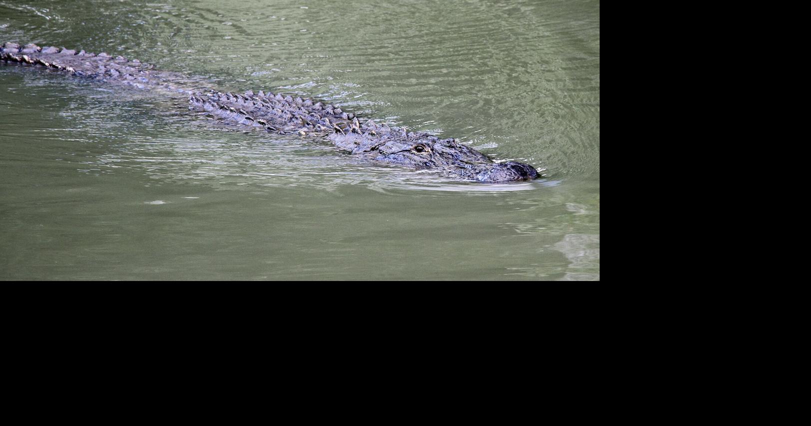 Expect to See Alligators Throughout Alabama | Outdoors ...