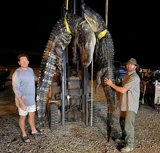 Alligator hunting season 2023 in the Black Belt is in the books: photo ...