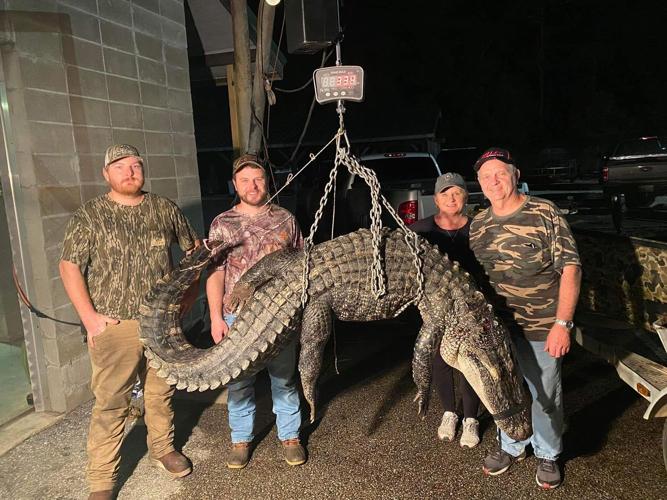 Alligator hunting season 2023 in the Black Belt is in the books: photo ...