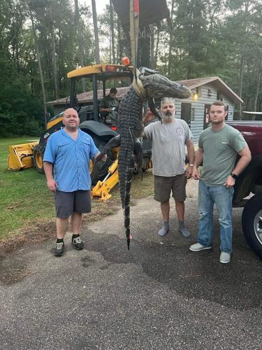 Alligator hunting season 2023 in the Black Belt is in the books: photo ...