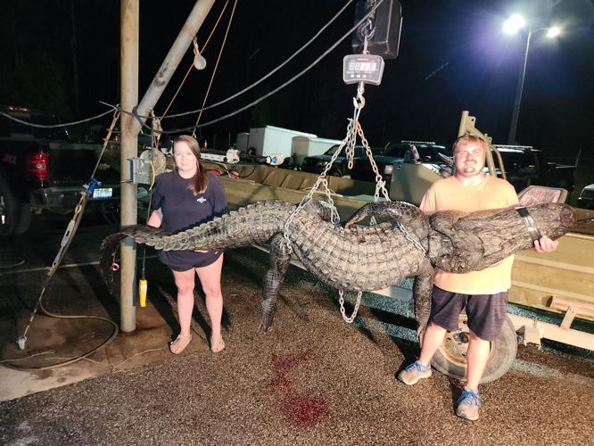 Alligator hunting season 2023 in the Black Belt is in the books: photo ...