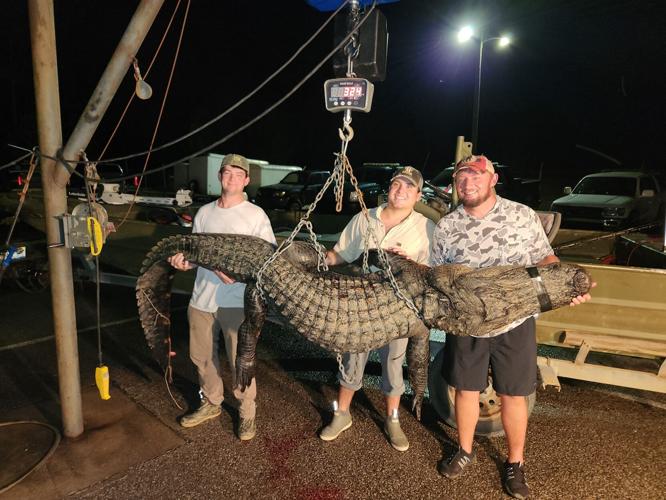 Alligator hunting season 2023 in the Black Belt is in the books: photo ...
