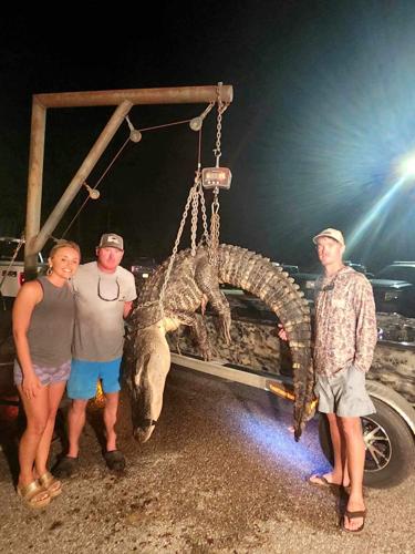 Alligator hunting season 2023 in the Black Belt is in the books: photo ...