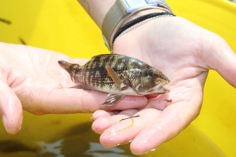 Seining in Old Harbor - A new weekly offering from The Nature ...