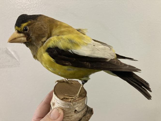 Block Island Bird Stories | News | blockislandtimes.com