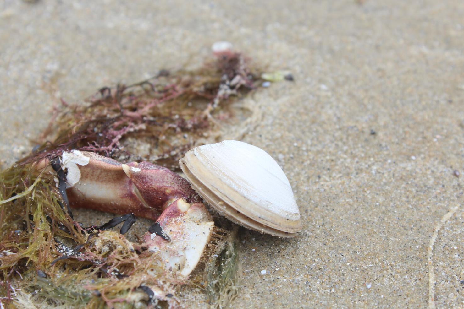 Shellfish Commission partnering with Roger Williams University | News ...