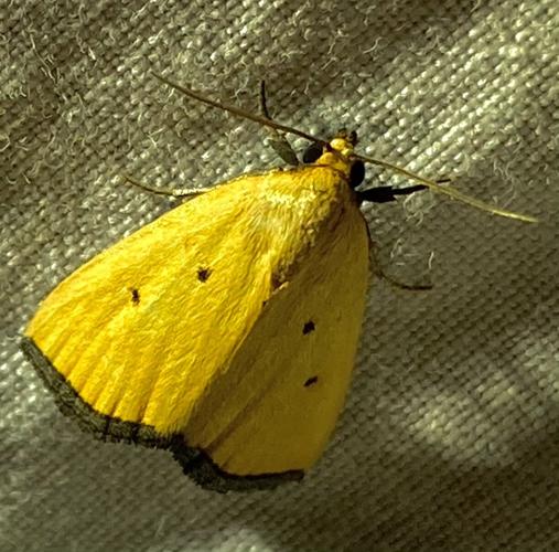 Community Science Stroll: Moth Night | Columnists | blockislandtimes.com