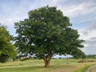June tree | Columnists | blockislandtimes.com