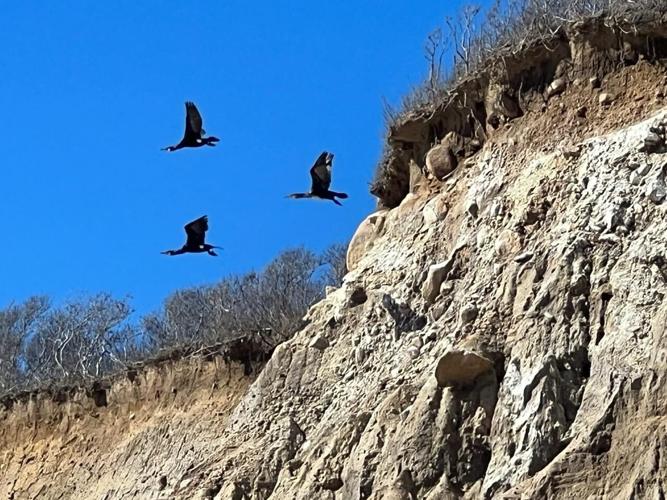 Spring: Seals, peepers, birds, and... | Columnists | blockislandtimes.com