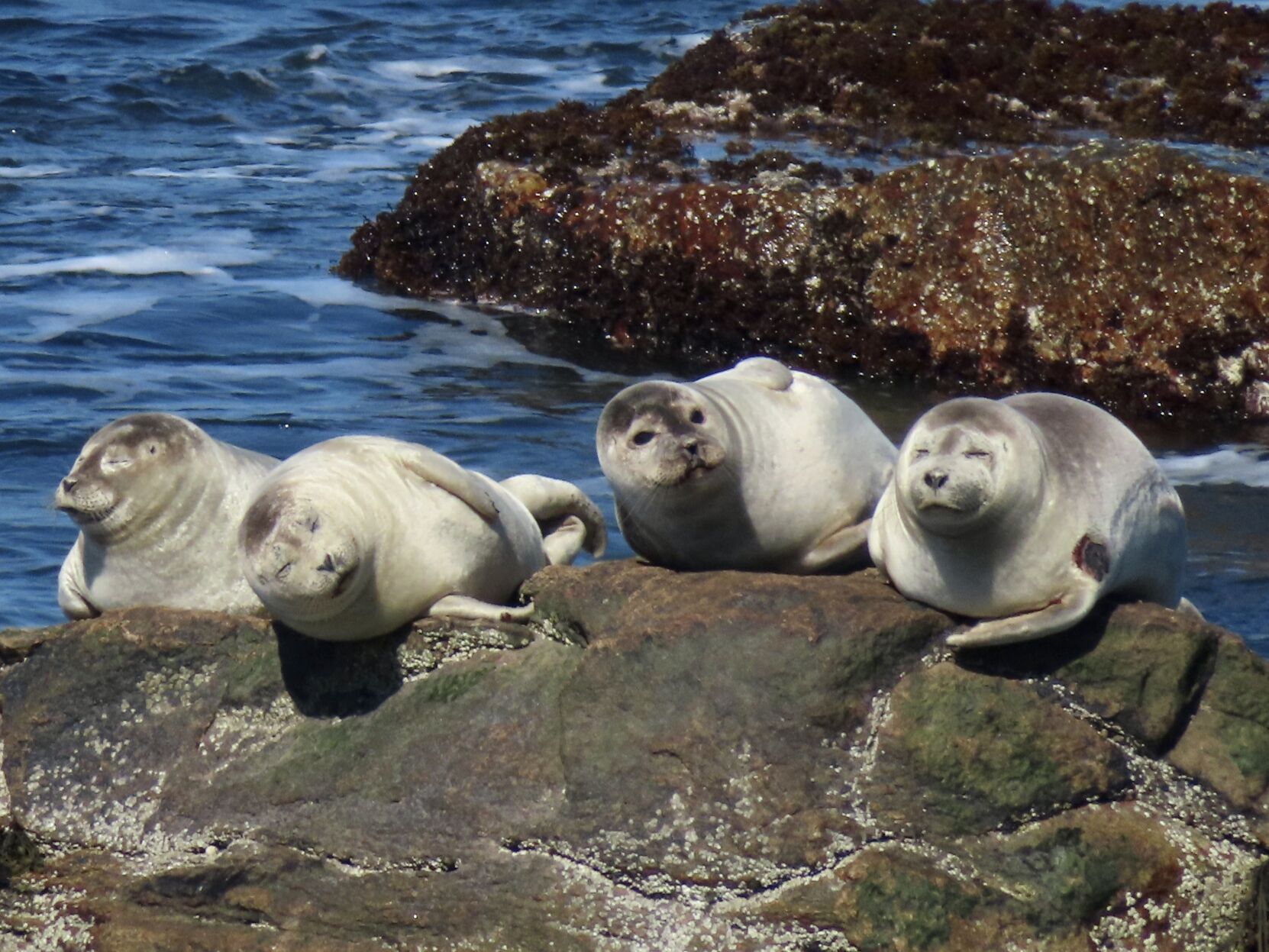 Ocean Views: Seal counting volunteers needed | News | blockislandtimes.com