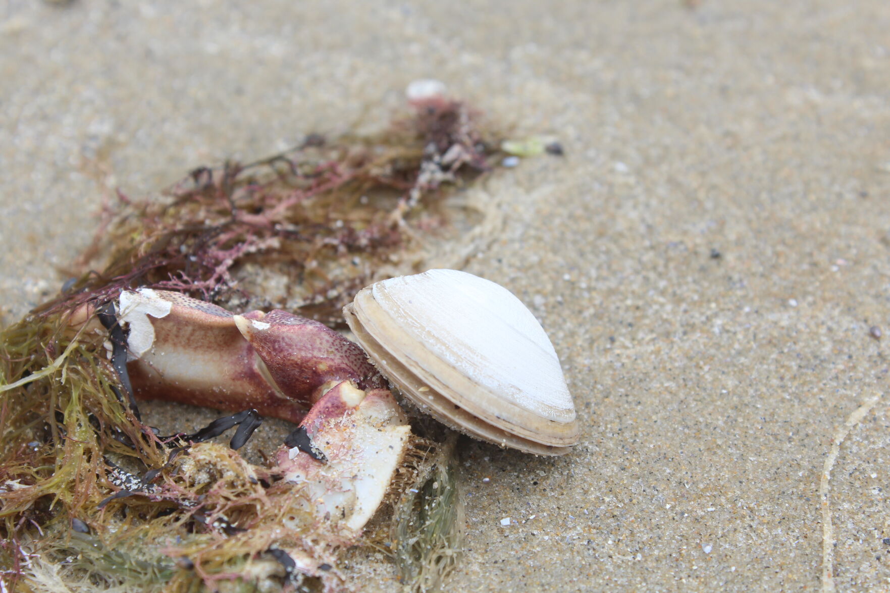 The Wrack Line: TOWN NEWS ROUNDUP | News | blockislandtimes.com