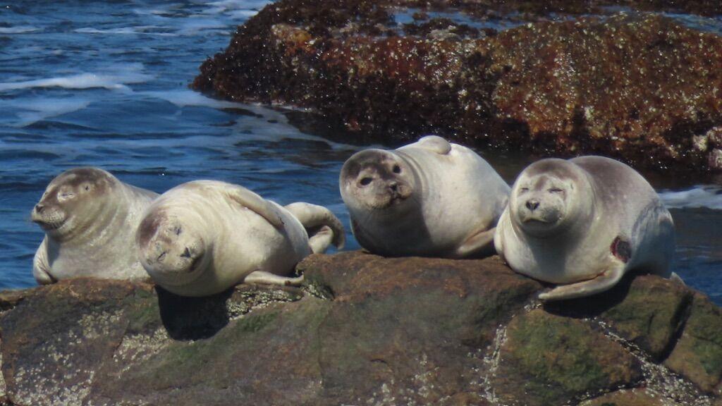 blockislandtimes.com | Block Island Times