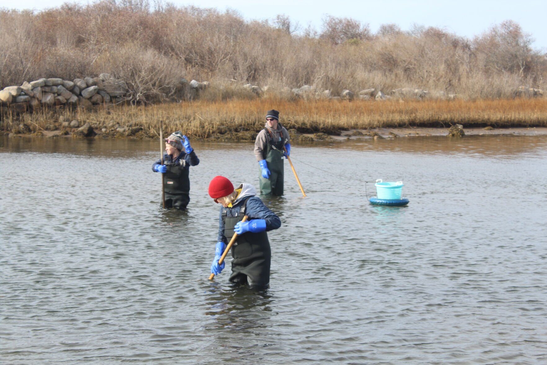 Granting of commercial shell-fishing licenses delayed | News ...