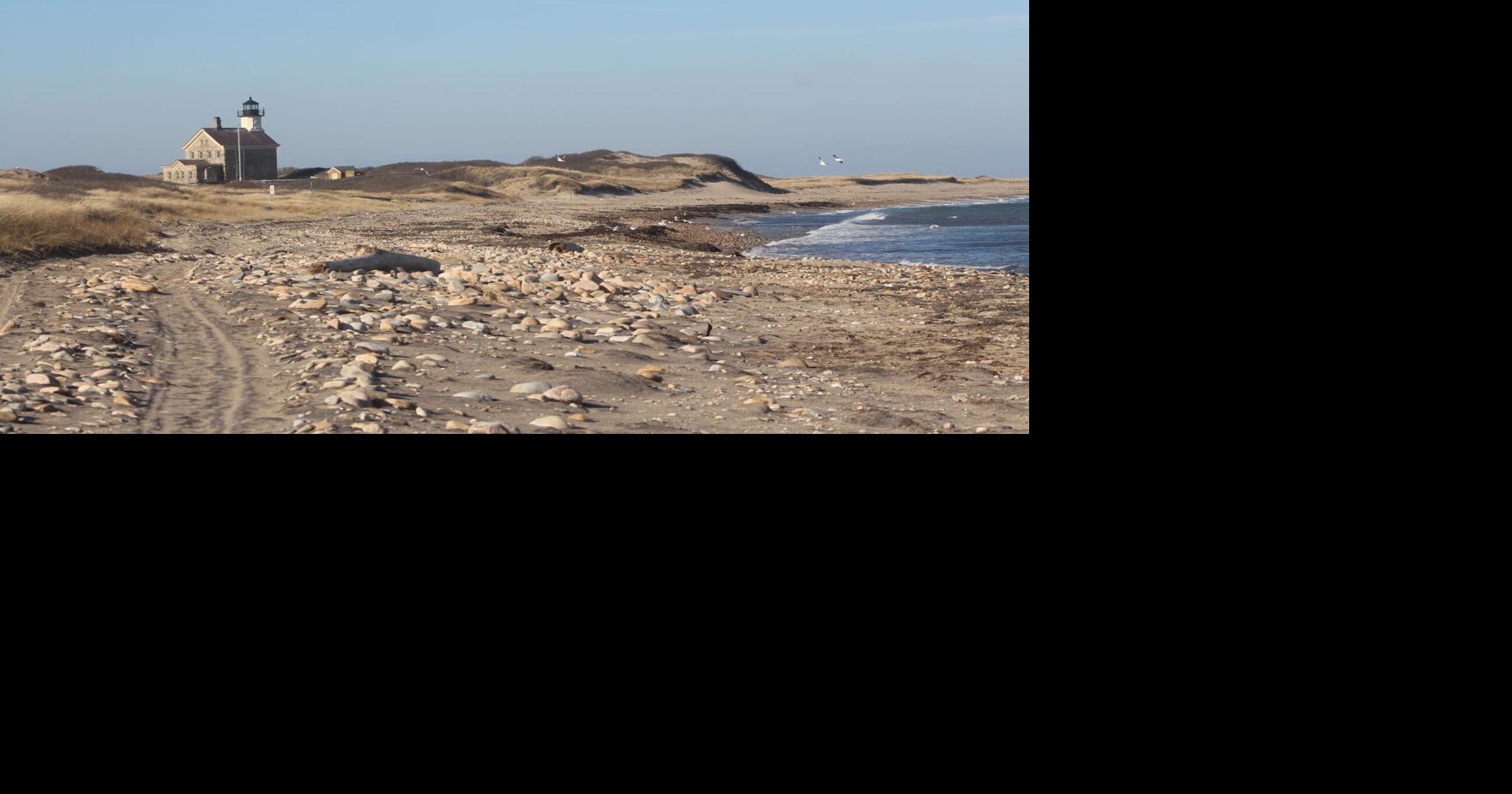 Seal watching from shore | News | blockislandtimes.com