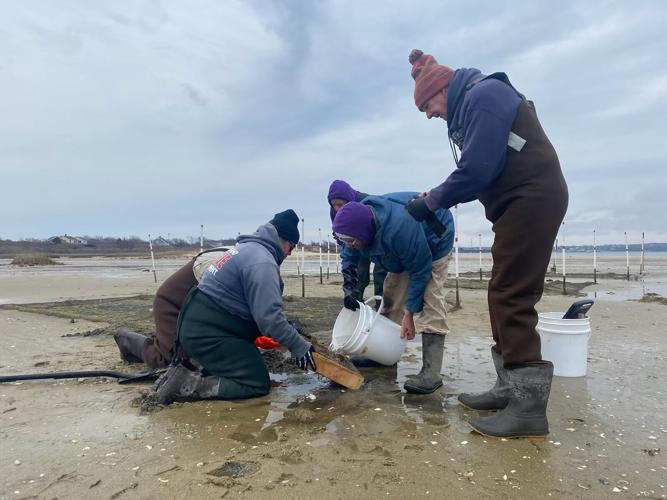 Shellfish Commission tests a theory | News | blockislandtimes.com