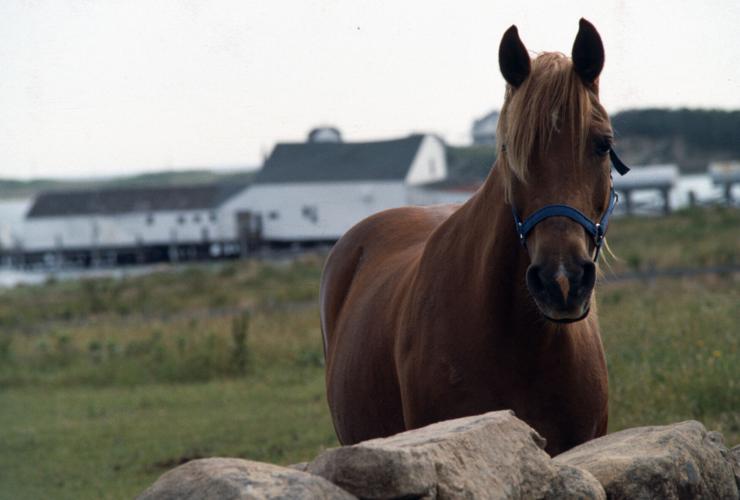 Block Island Grit: Yankee spirit double distilled | Columnists ...