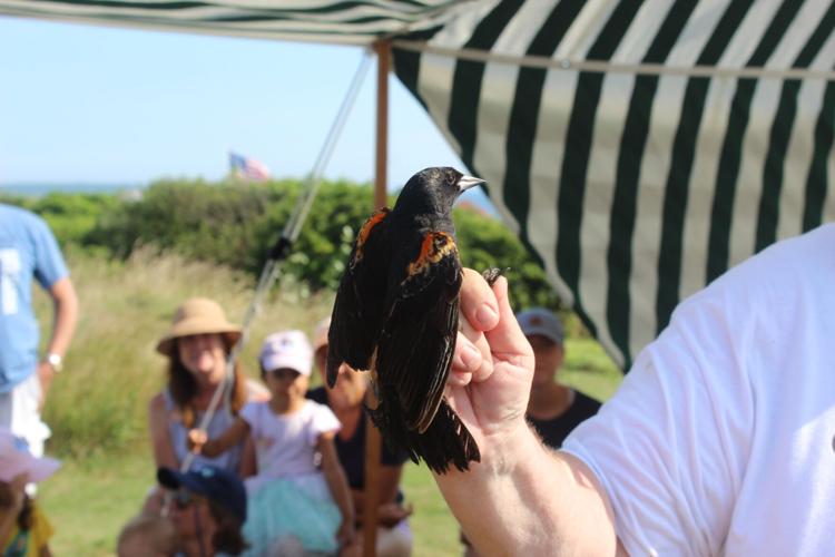 Bird banding – the participant’s perspective | News | blockislandtimes.com