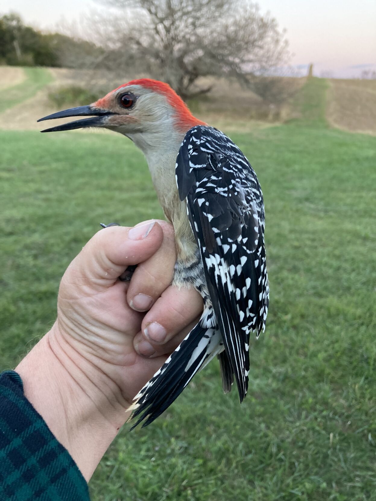 Ocean Views: A New Century of Block Island Community Bird Counts | News ...