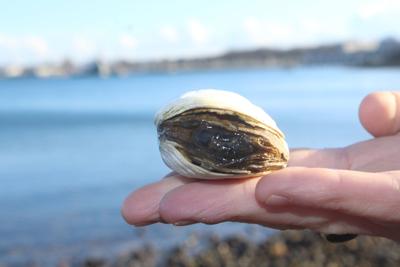 Shellfish Commission codifies five-year plan | News | blockislandtimes.com