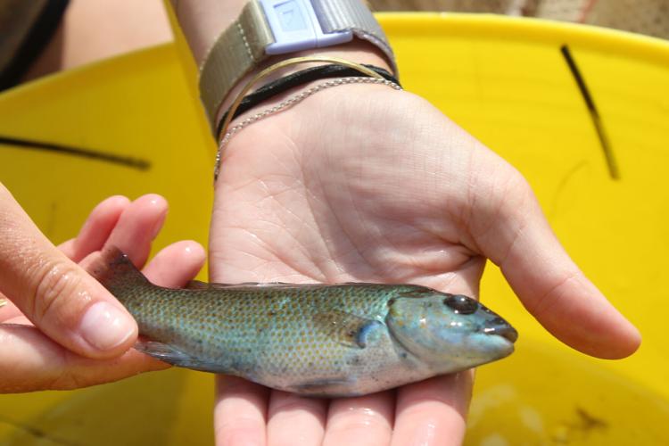 Seining in Old Harbor - A new weekly offering from The Nature ...