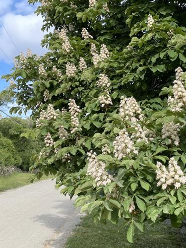 do chestnut trees bloom