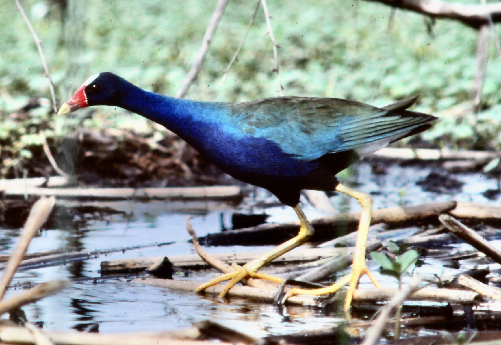 Block Island Bird Stories | News | blockislandtimes.com