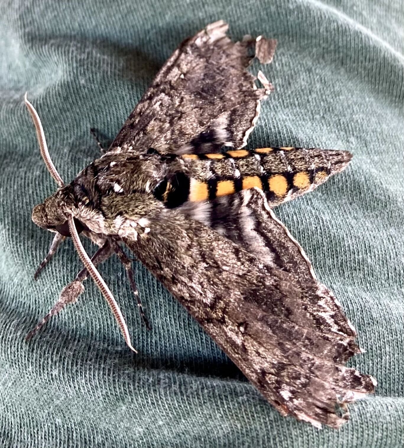 Ocean Views - Community Science Stroll: Moth Night | Columnists | blockislandtimes.com