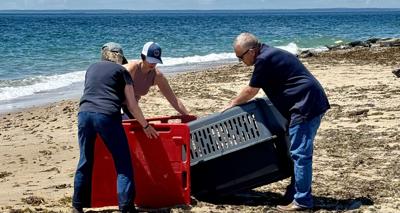 Caution urged at Sandy Point to protect wildlife | News ...