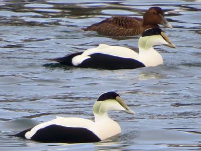 common eider duck