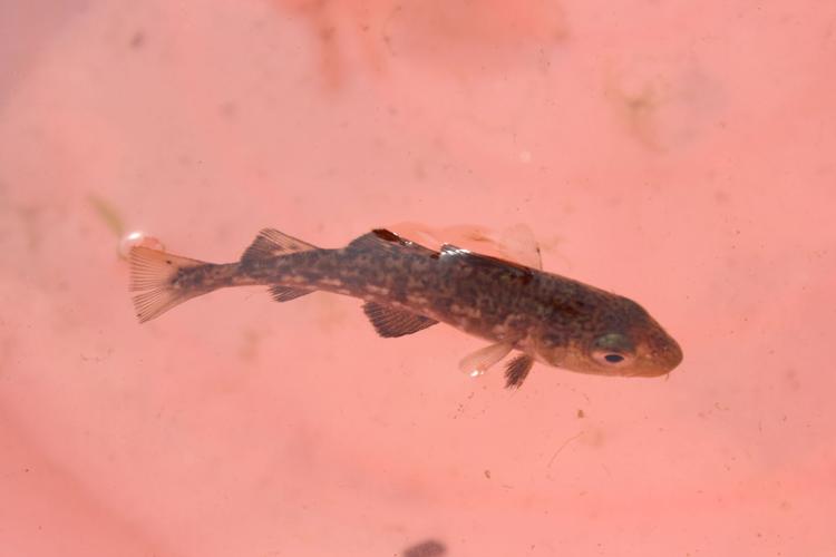 Seining in Old Harbor - A new weekly offering from The Nature ...