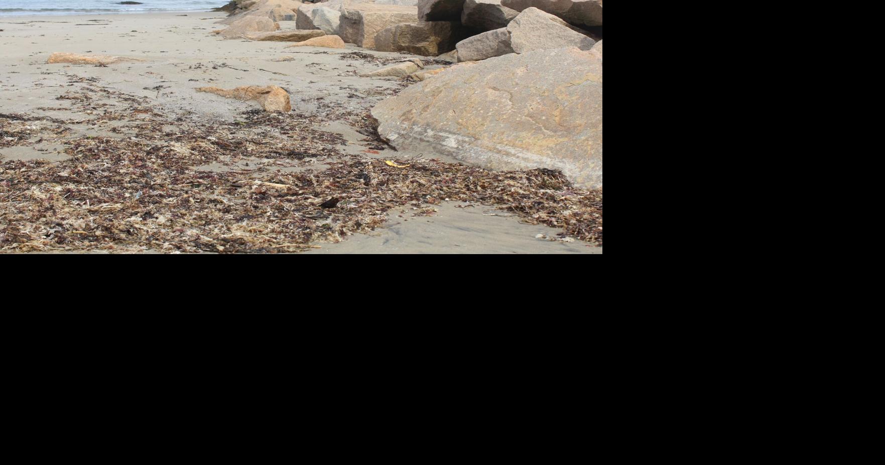 The Wrack Line - Town News Roundup | News | blockislandtimes.com