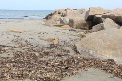 The Wrack Line - Town News Roundup | News | blockislandtimes.com