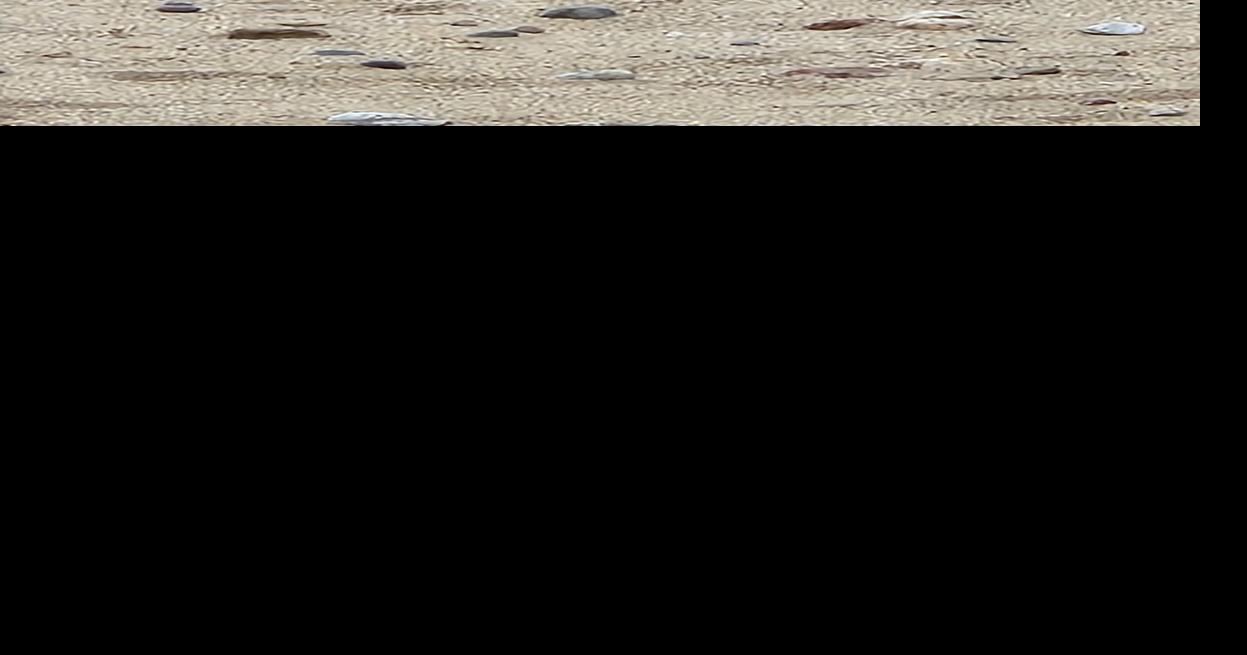 Spring: Seals, peepers, birds, and... | Columnists | blockislandtimes.com