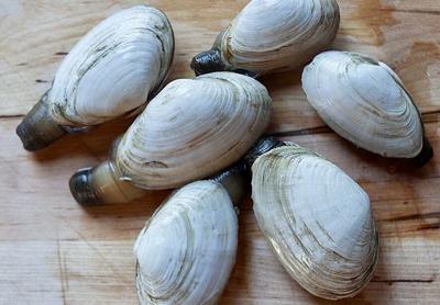 Ocean Views - Community Science Answers: What are softshell clams, and ...