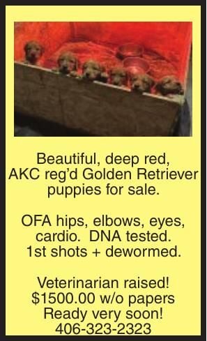 Beautiful, deep red, AKC regd | Pets Pet Supplies & Equipment ...