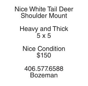 Nice White Tail Deer Shoulder Mount | Antiques & Collectibles ...